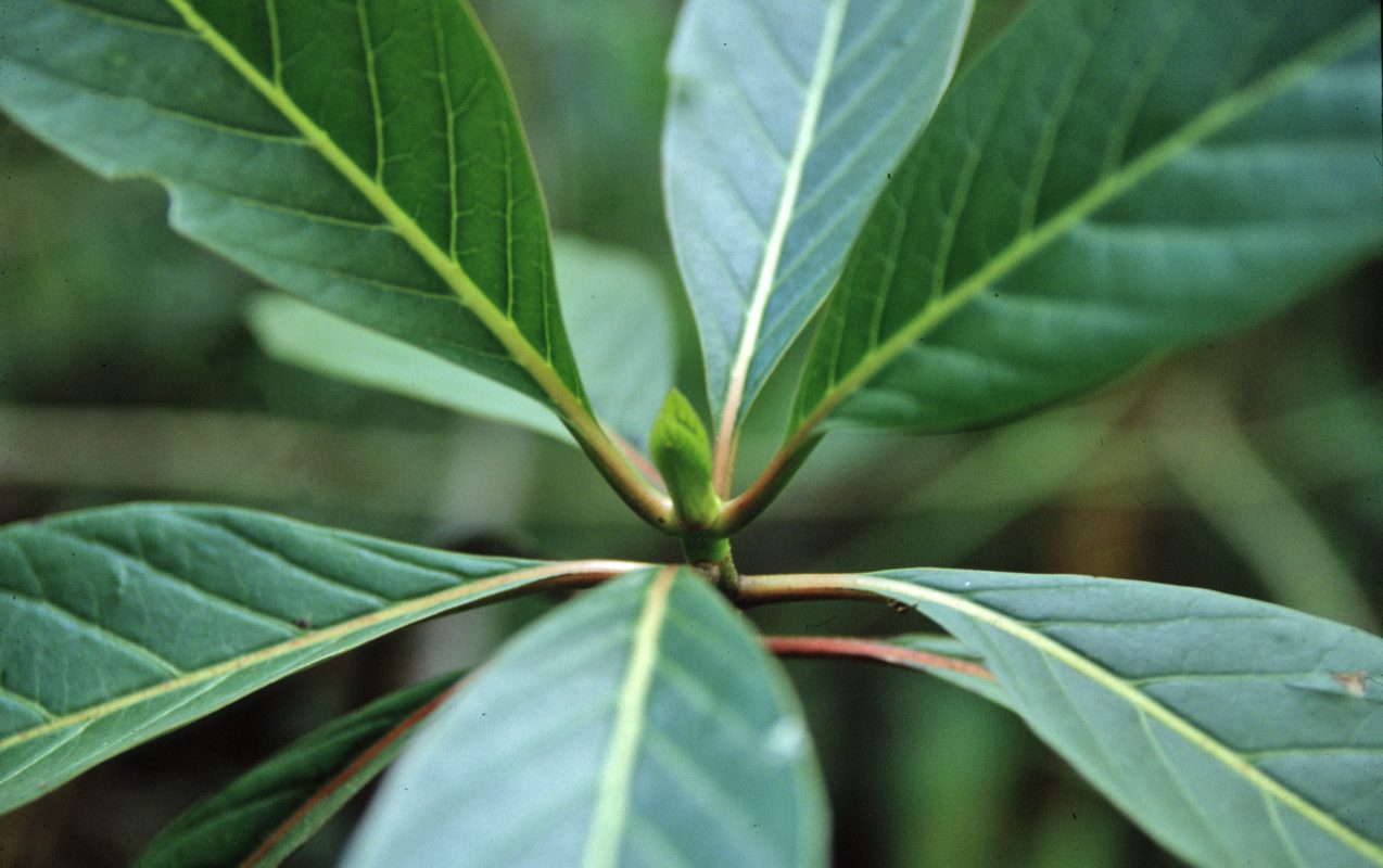 Tamanu Oil Malaysia, 100% Pure Organic | Oshadhi